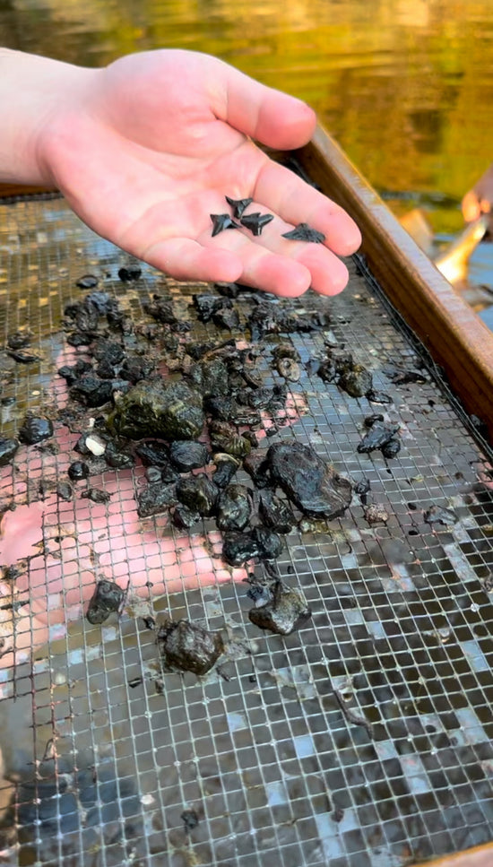 Exploring Bone Valley: A Treasure Trove of Fossils – Florida Fossil ...